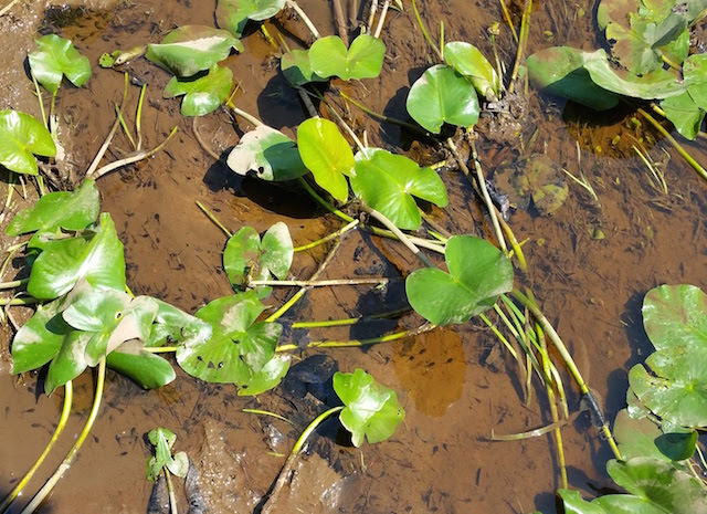 Zombie Parent's Guide: Patuxent Research Refuge and National Wildlife ...