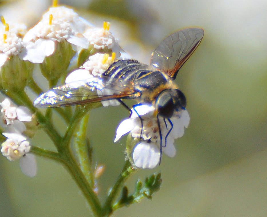 Mother Nature's Backyard - A Water-wise Garden: Bee Flies – the family ...