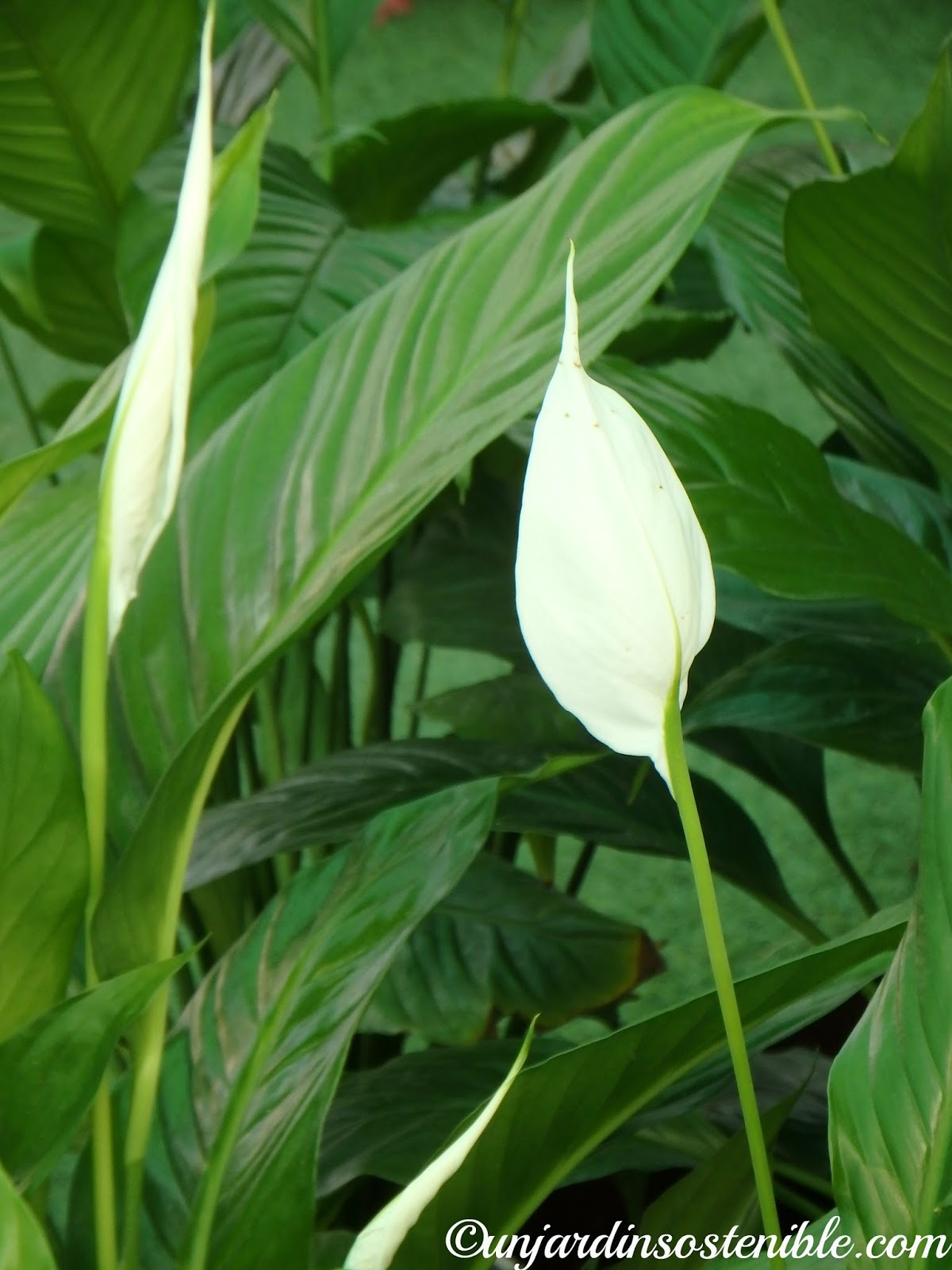 Spathiphyllum (Espatifilo, Bandera blanca etc.)