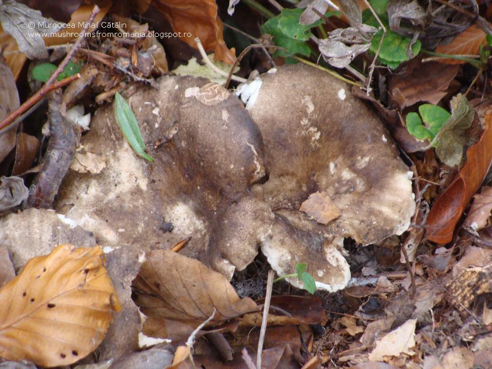 Mushrooms from Romania: Russula adusta
