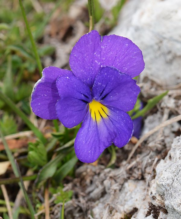 Hellenic Nature: Viola sp VI