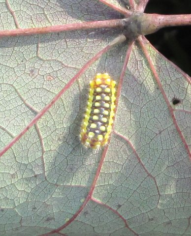 Blog of an Ancient Gardener: Stinging Discovery in Our Redbud Tree