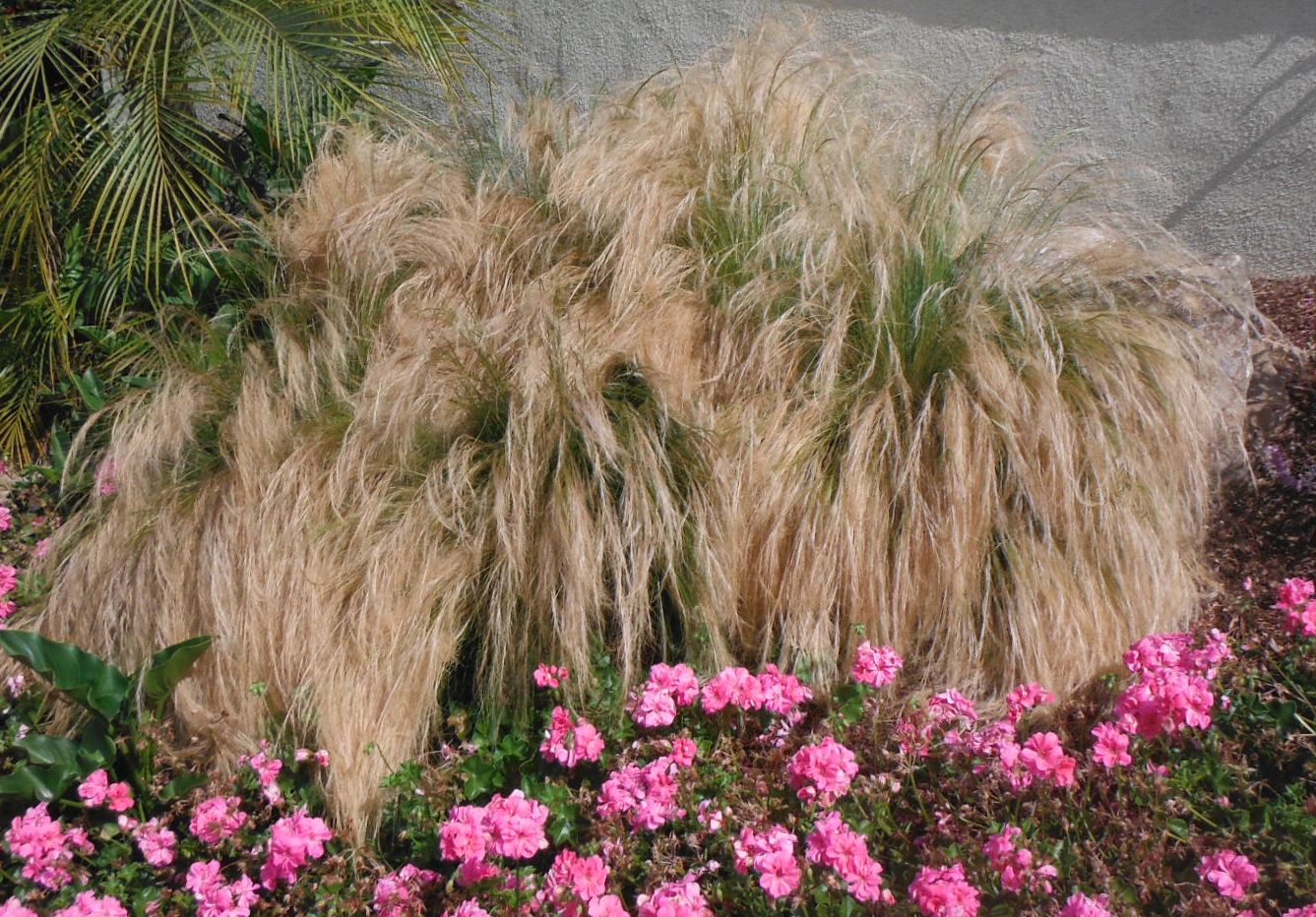 The 2 Minute Gardener: Photo - Mexican Feather Grass (Stipa tenuissima)