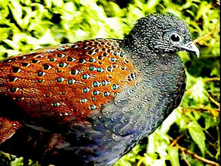 Anakbukitgantang in Putrajaya: Melayu itu leluhur semua bangsa!