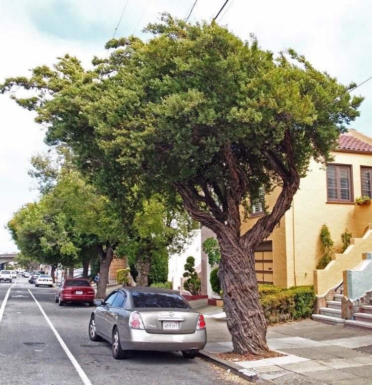 Stephen Cullum's Bonsai & Pottery: Post 199 Coastal Tea Tree ...