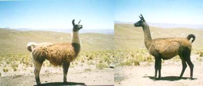 llama con: The Breeds of Llamas