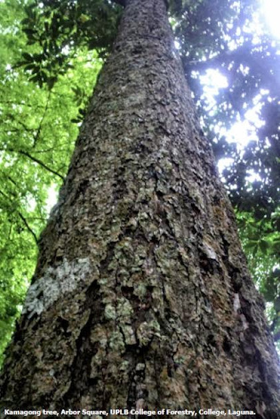 Living with Nature - School on Blog by Dr. Abercio V. Rotor: Rare ...