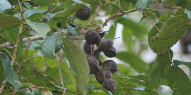 Pohon Jengkol | VZOR46