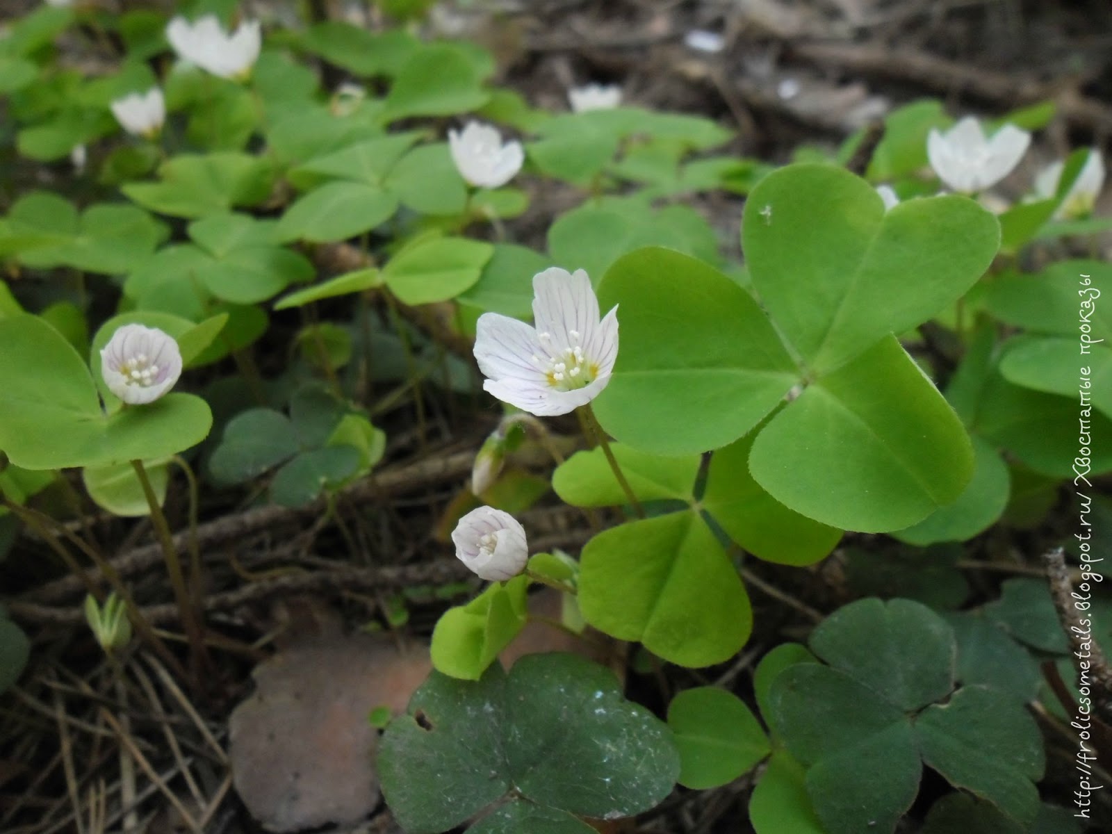 Хвостатая проказница: Полезные травы леса