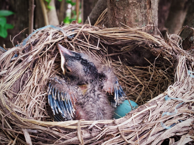 Cranberry Tea Time: A Refuge in the Storm
