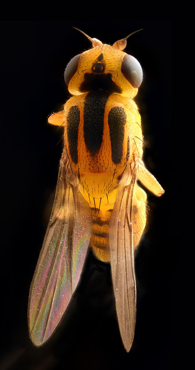ムシをデザインしたのはダレ？: キモグリバエ科 ?Chlorops sp.