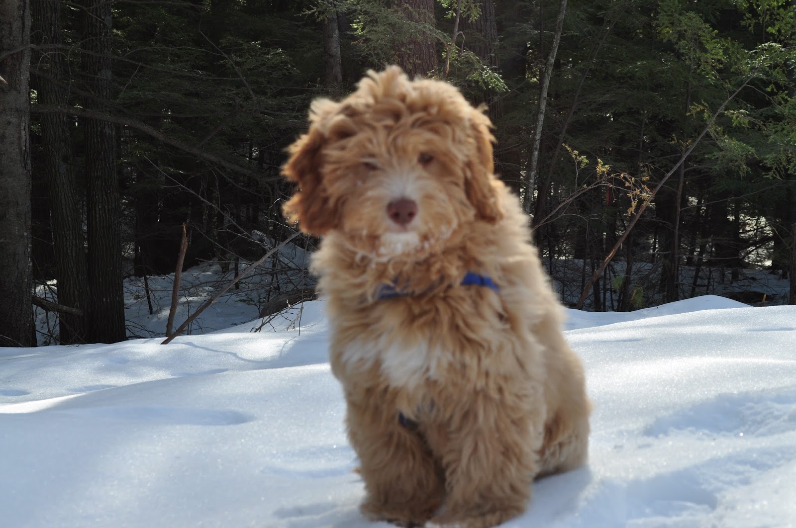 AnnaBlog!: Australian Labradoodles and Cockapoos - both great combinations!