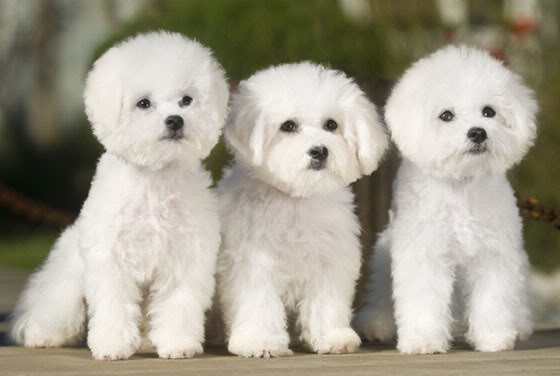 Tipos de corte de tosa em Poodle. | Fada dos Pets