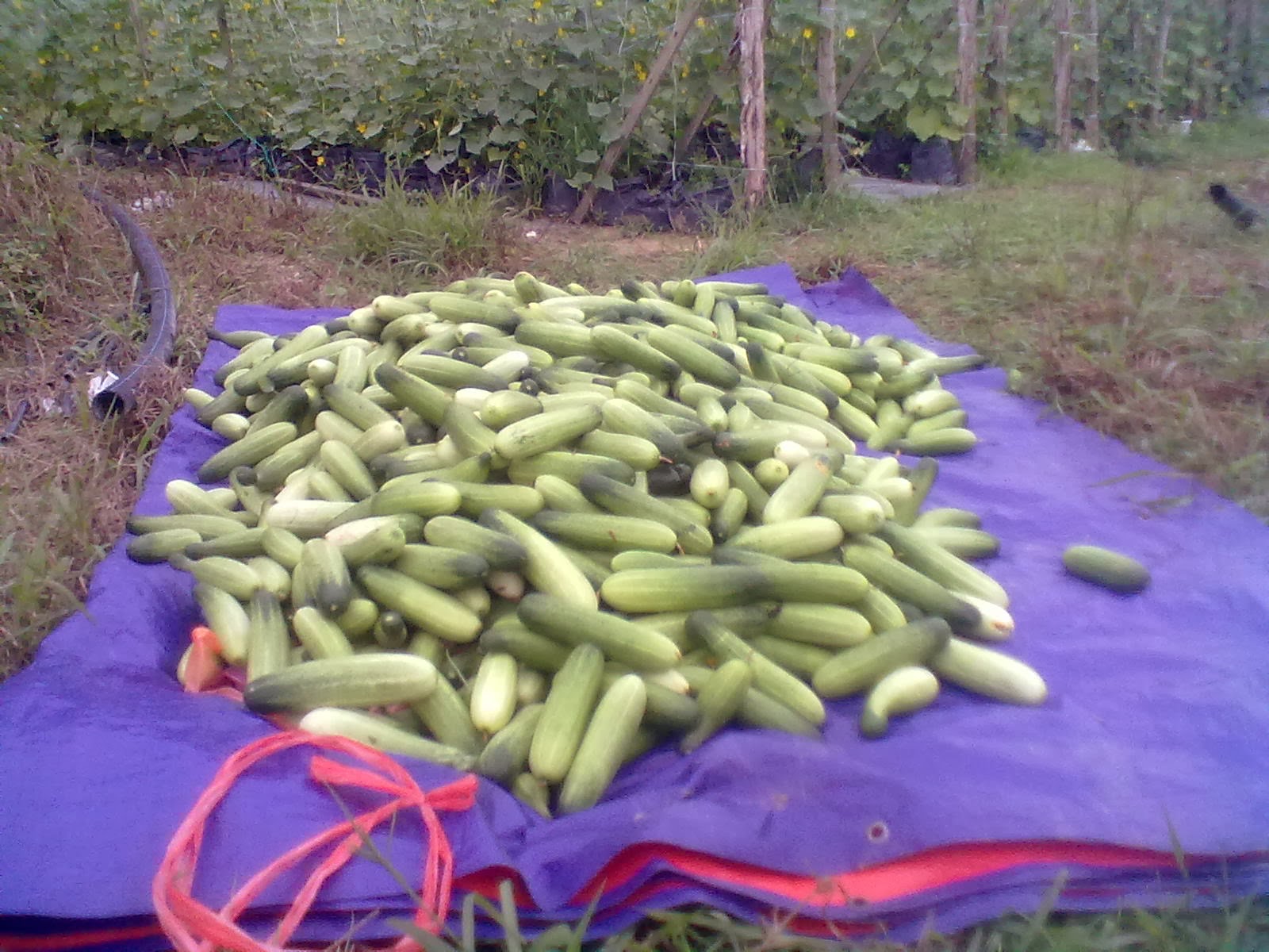 Koperasi Kakitangan Al-Ahad Selangor Berhad: Projek Pertanian Fertigasi ...