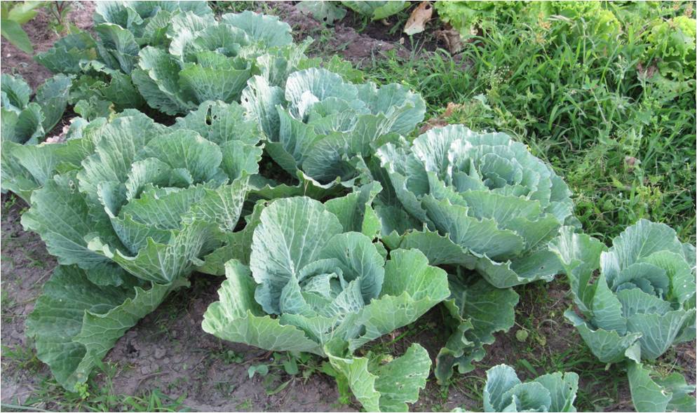 Horta de fim-de-semana: Já há repolhos!