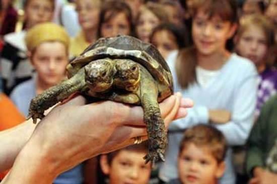 Janus, the Two-Headed Turtle - Oddity News