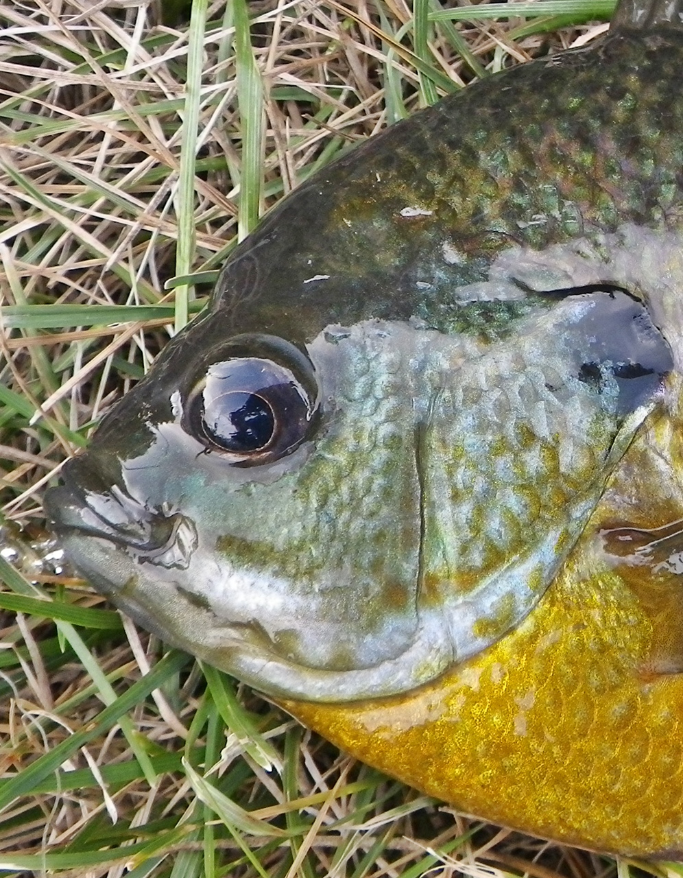 FishnDave: Back to School Bluegills