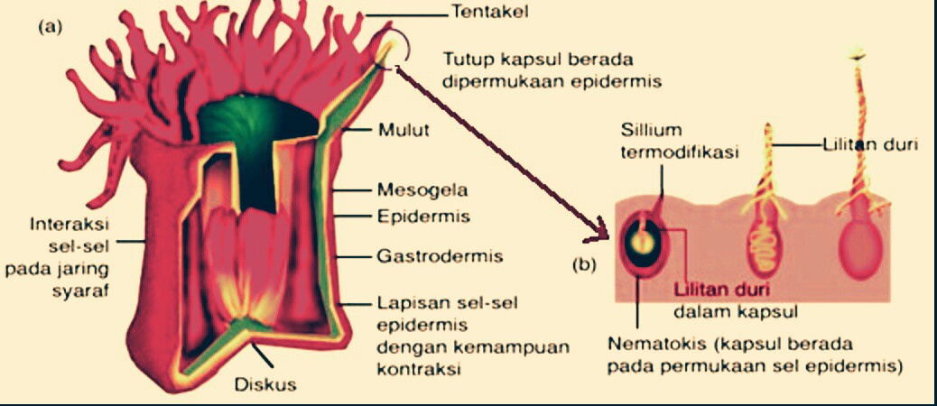 Klasifikasi Filum Coelenterata dan Contohnya