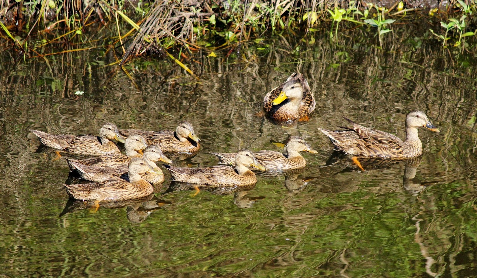 Joan and Dan's Birding Blog: Florida Mottled Duck