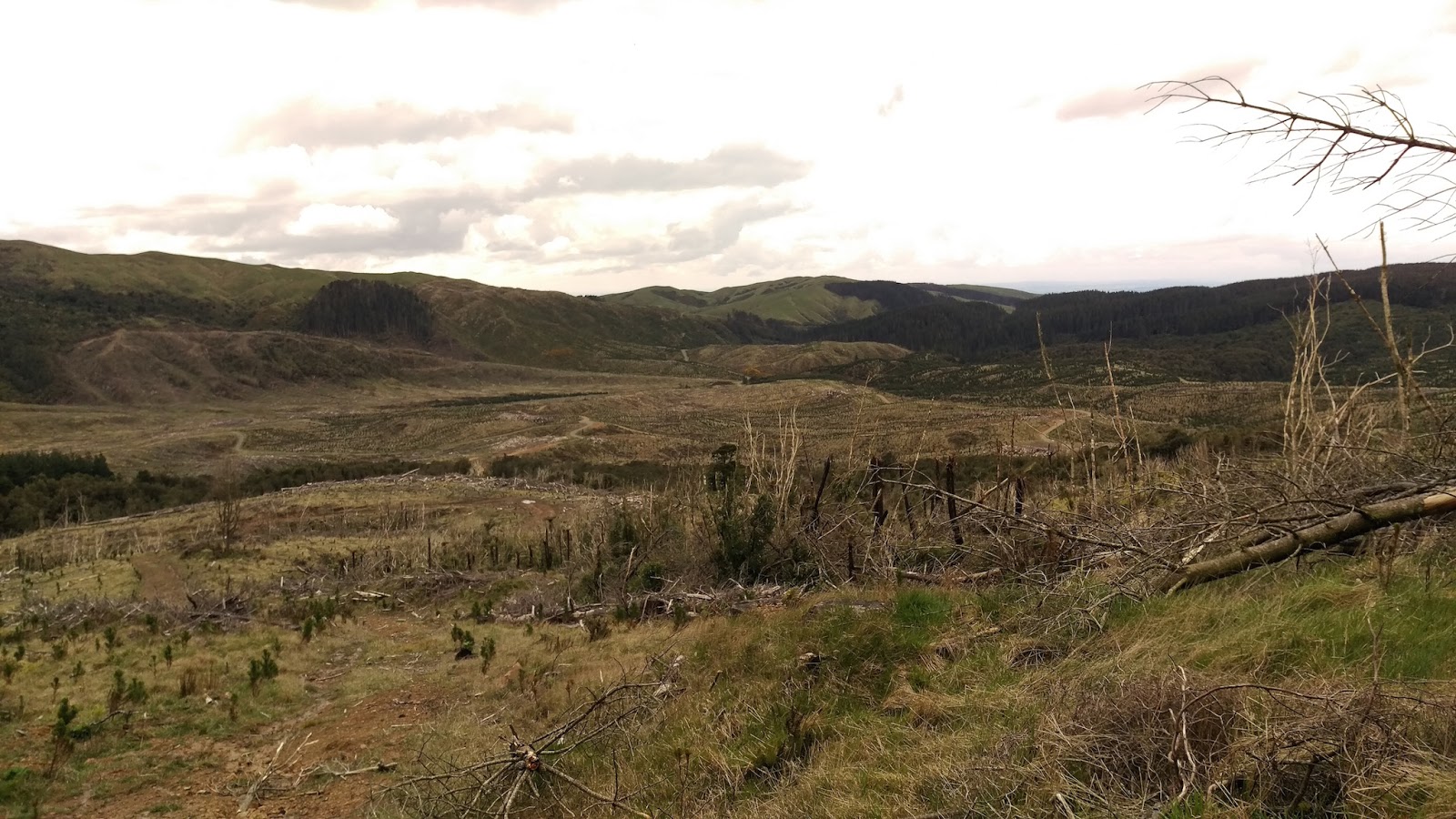 Tramping: Punga Hut or Miro Valley Hut