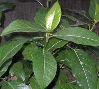 Awar-awar - Herbal Materia Medica