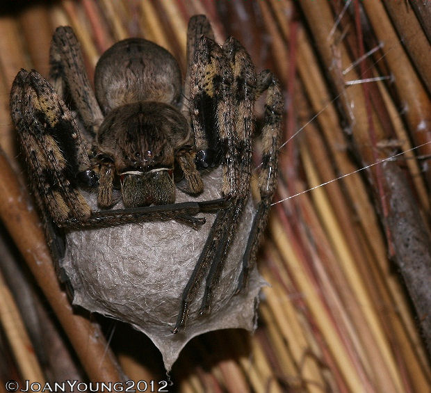 South African Photographs: Rain Spider (Palystes superciliosus)