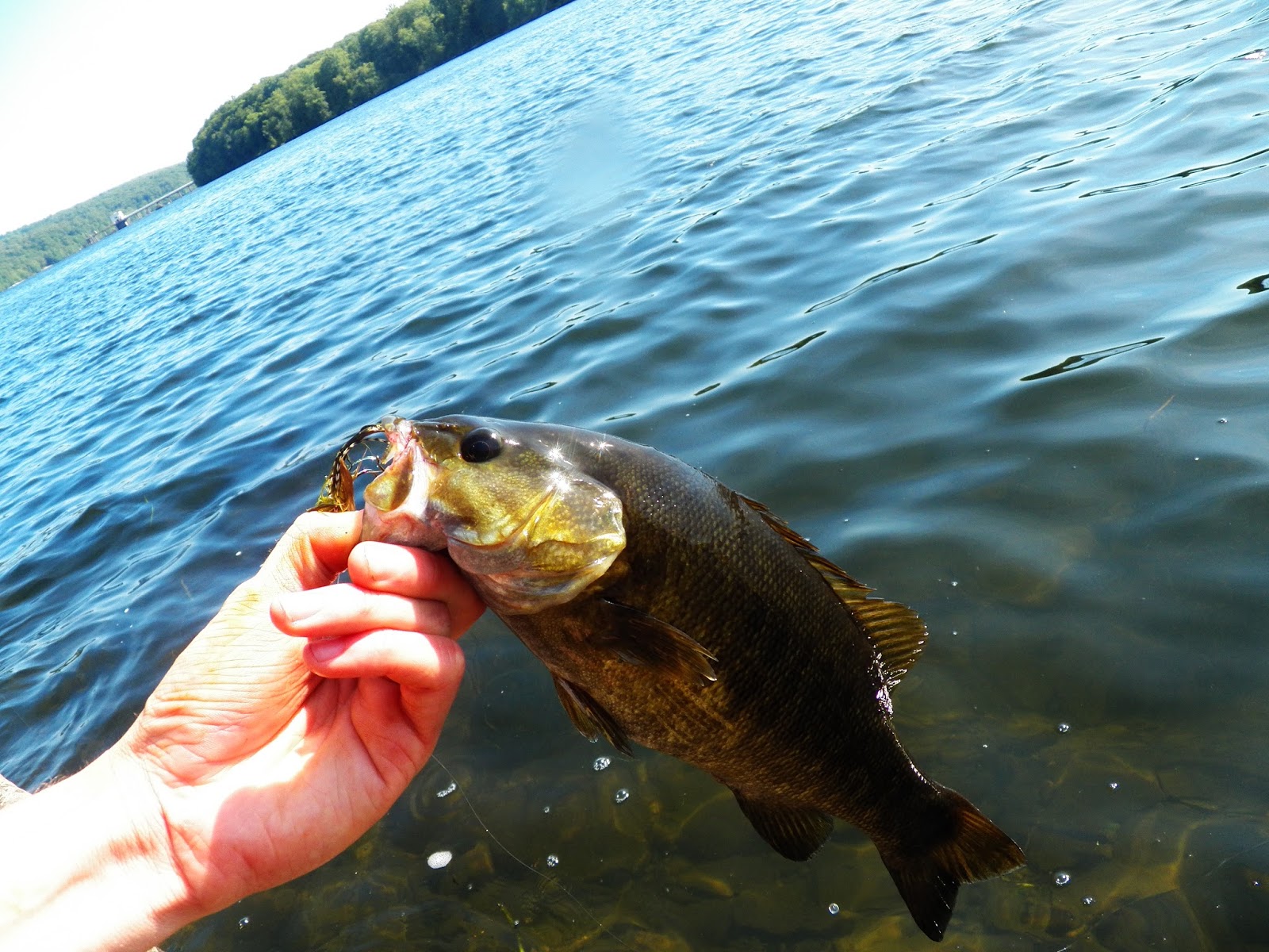 Connecticut Fly Angler: Eels, a Tiny Fluke, and Connecticut River ...
