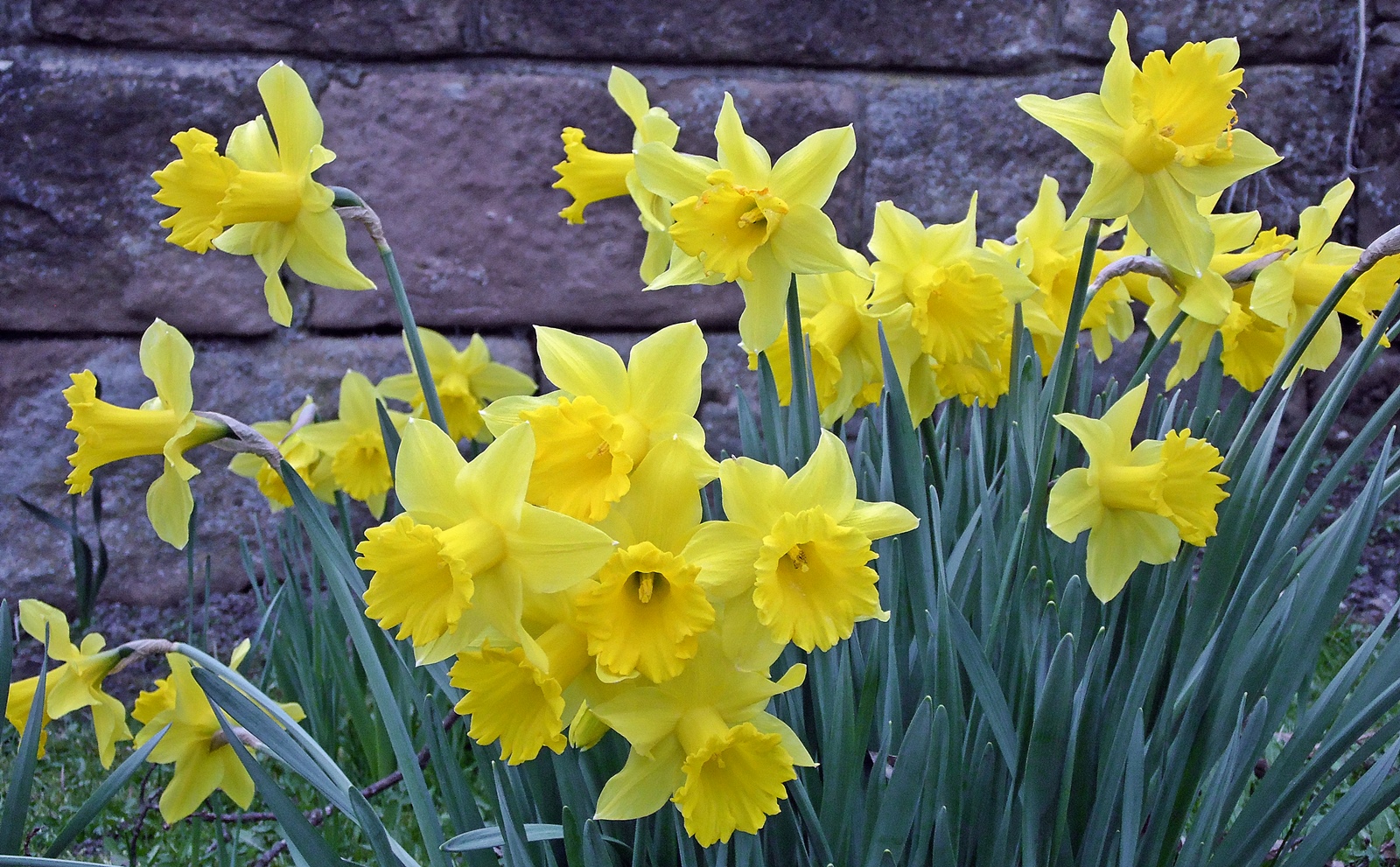 Random Jottings: Daffodils
