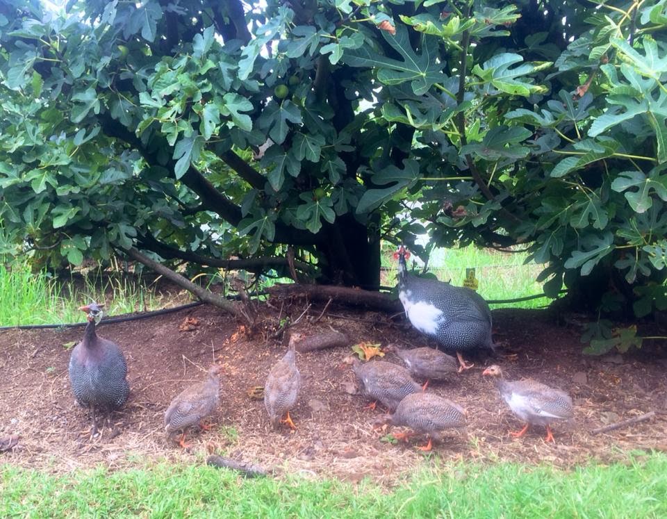 Daleys Fruit Tree Blog: Guinea Fowl for Organic Fruit Trees in ...