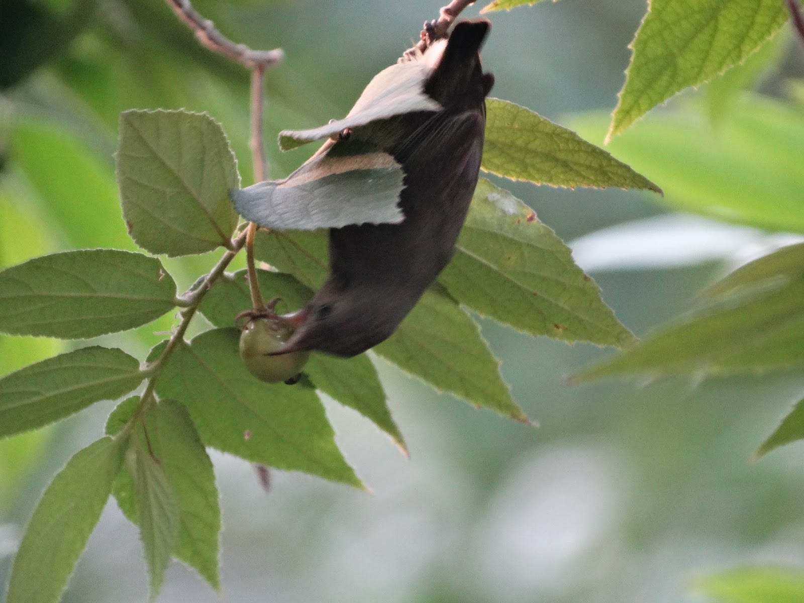 Anecdotes: Birds at Lotus Pond, Hyderabad