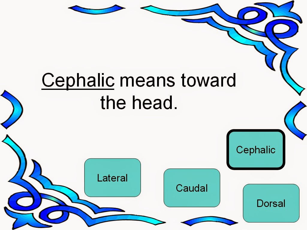 Student Survive 2 Thrive: Body Planes Practice Test – Sagittal, Frontal ...