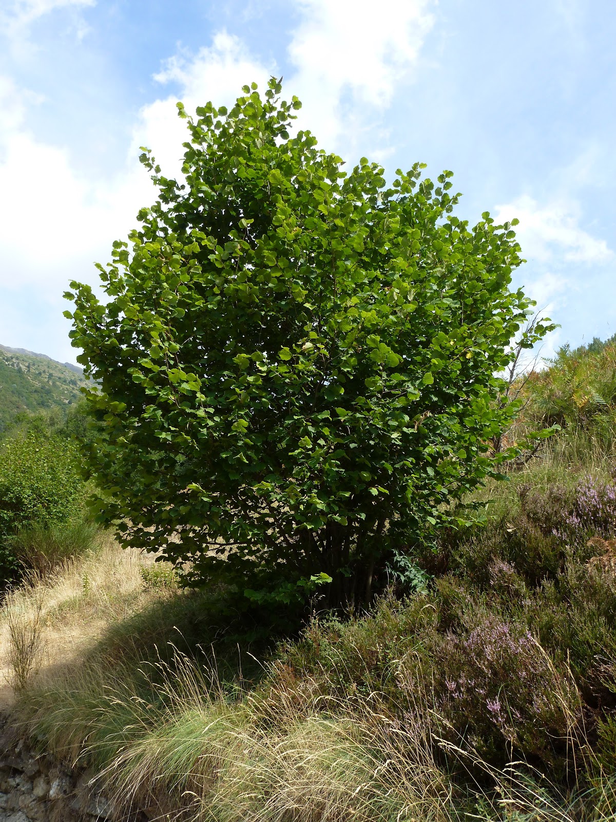 Árboles con alma: Avellano. Avellàner. (Corylus avellano)