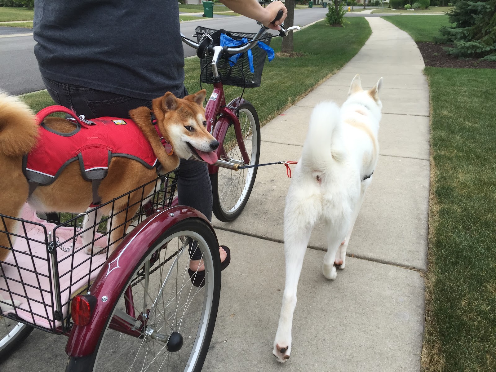 Windy City Shiba Blog: KURI'S HUMAN & DOG POWERED VEHICLE クリの人犬力車