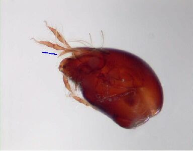 Variety of Life: Achipteria