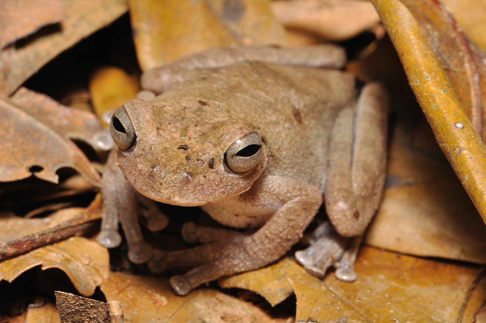 More Costa Rican Frogs! | the pace of nature