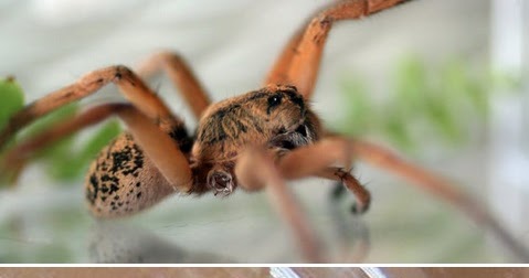 How to control spiders naturally