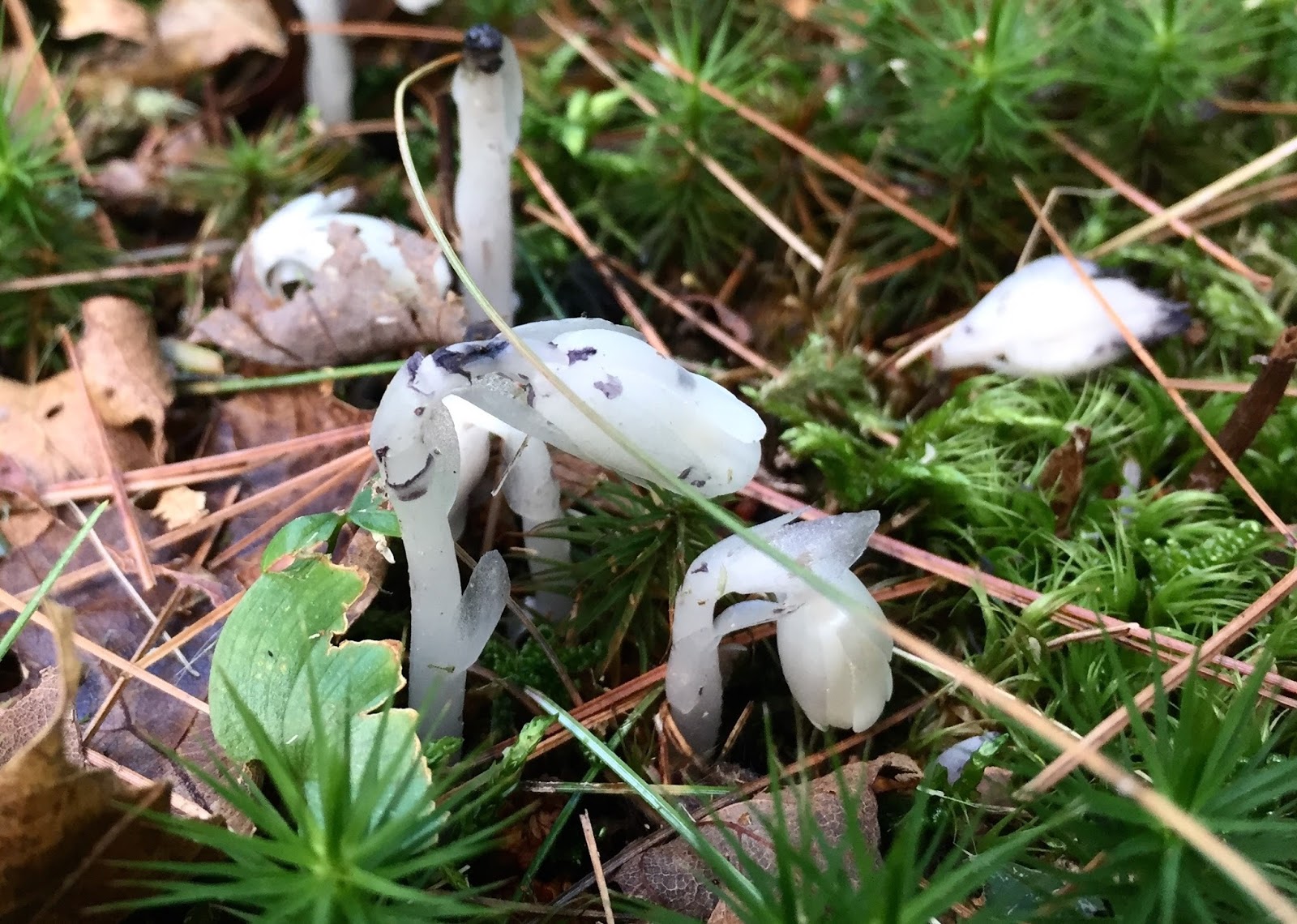 Red House Garden: Ghost Pipe Plant