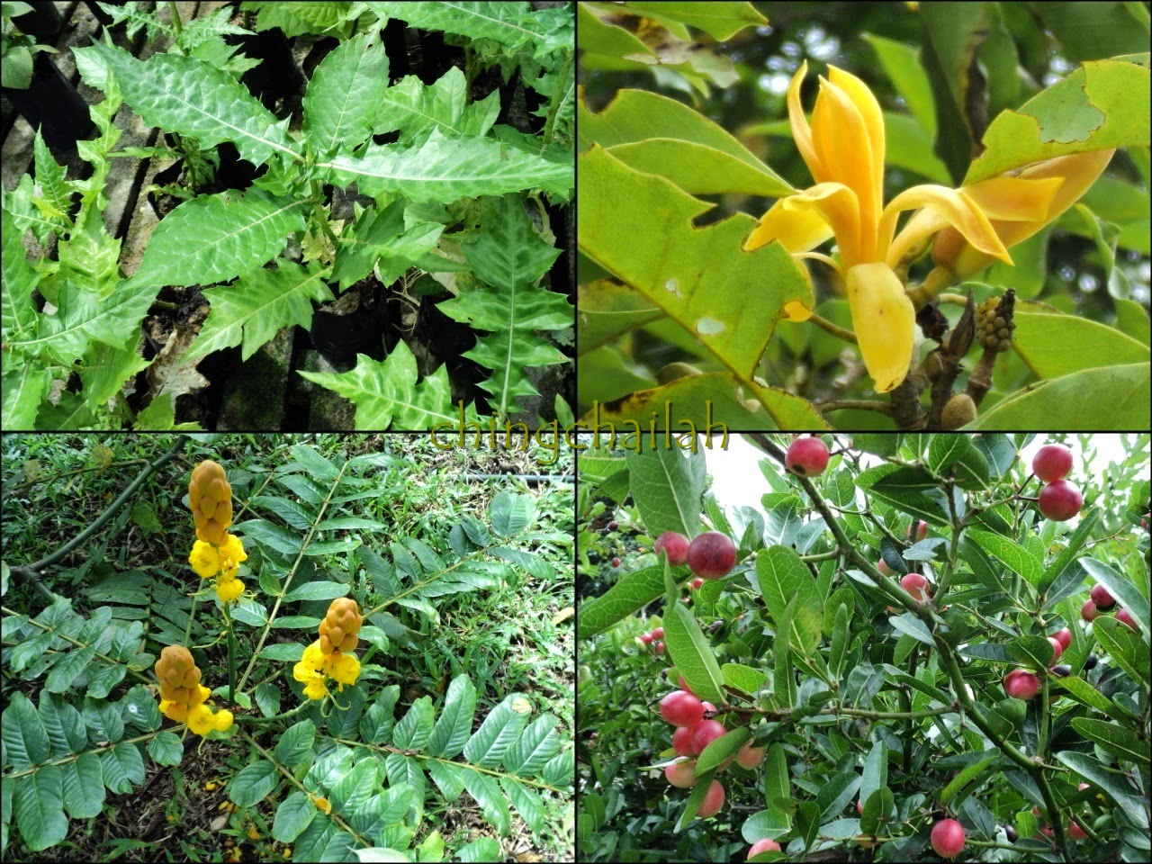 Simple Living In Nancy: Herbs And Their Medicinal Values And Uses (Part II)