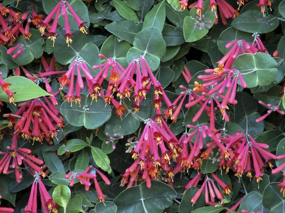 Bring on the hummingbirds! 'Major Wheeler' Native Honeysuckle