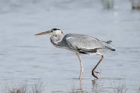 RINCÓN BARDA SUREÑA: ALBUFERA MALLORQUINA de Carlos Basabe.