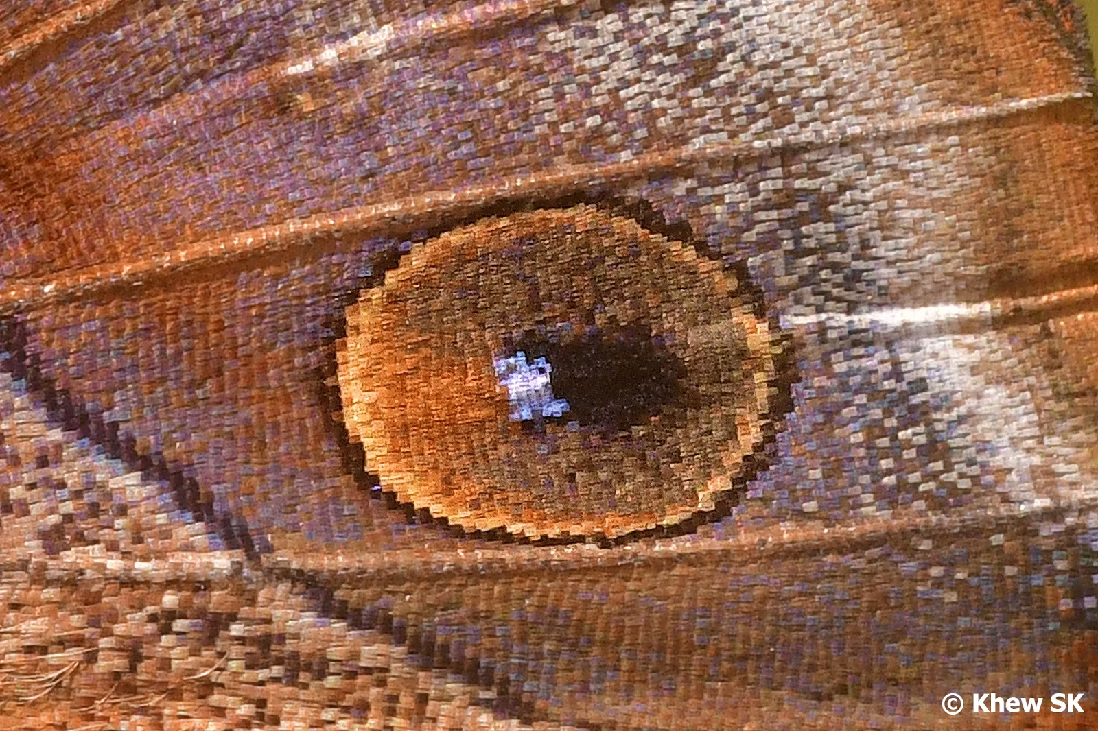 Butterflies of Singapore: Butterfly Eyespots