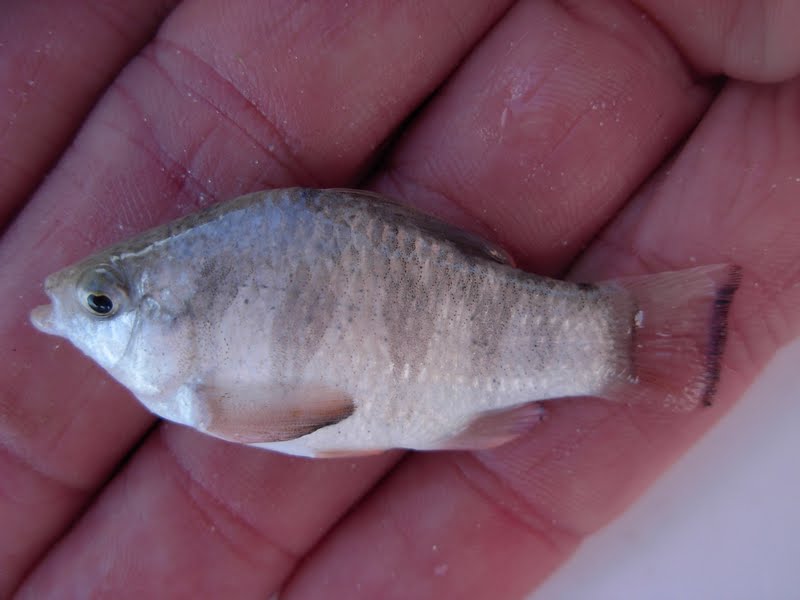 Stay In Touch With Collier County's Sea Grant Extension Program: Catch ...