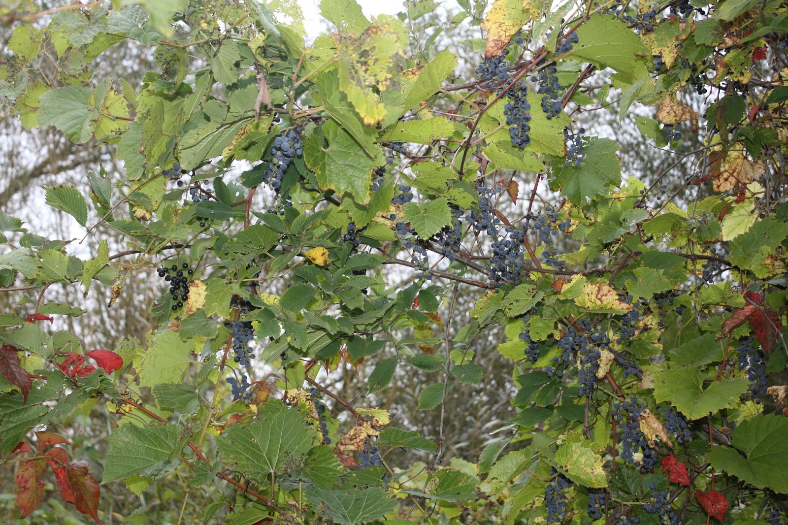 Kushi's Kitchen Blog