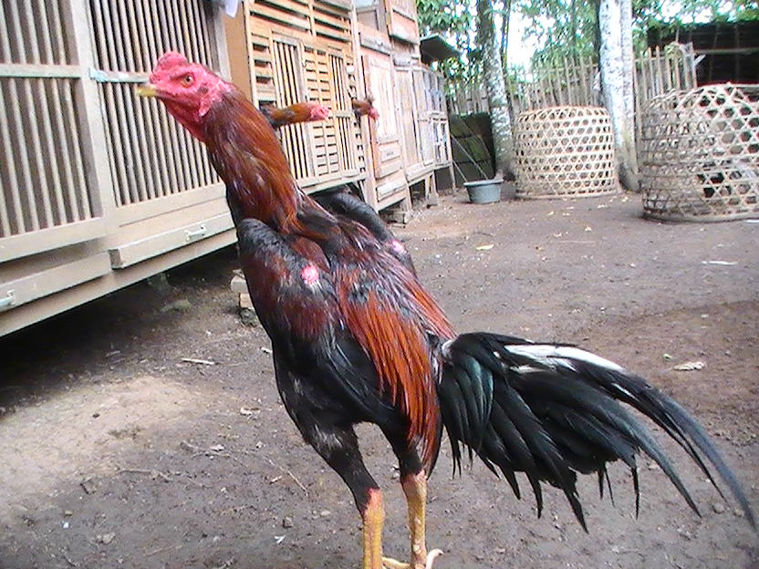 5 Fakta Tentang Ayam - EkoDoc