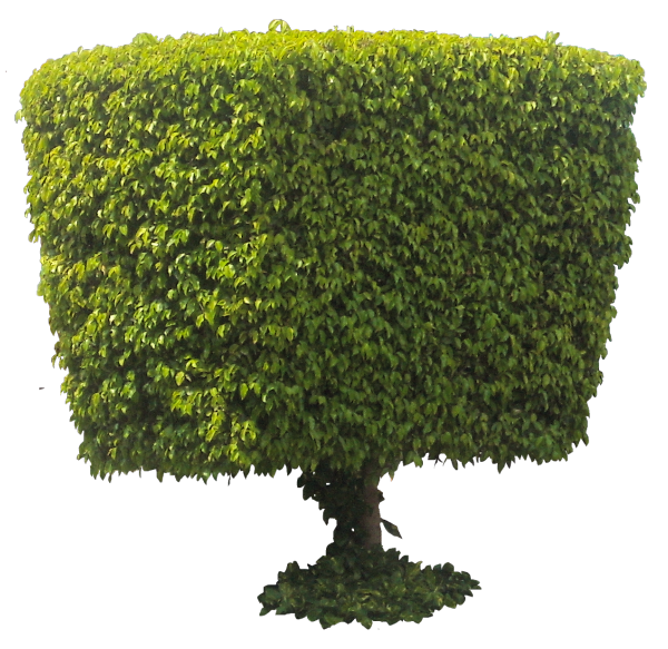 Tropical Plant Pictures: Ficus Benjamina (Weeping Fig)