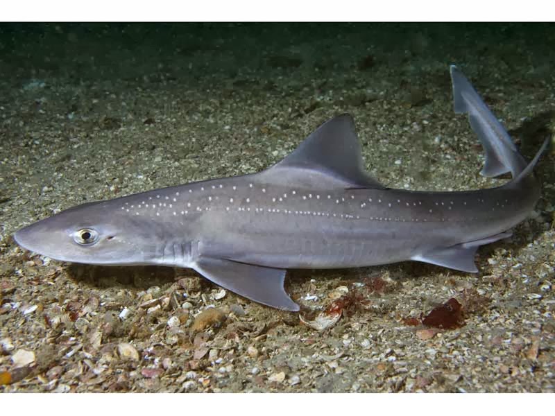 Mundo Oceanico: Cazon moteado