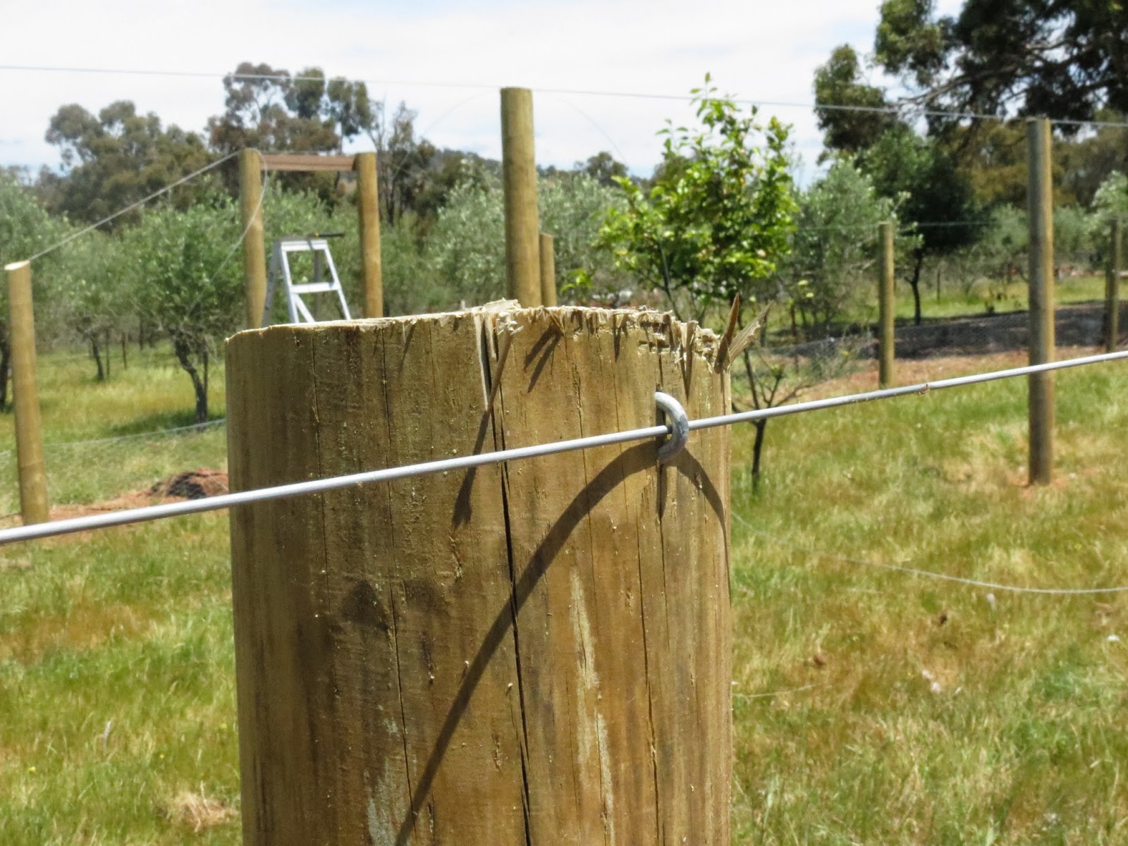 Pretending to Farm: Building a Fox Proof Chicken Coop