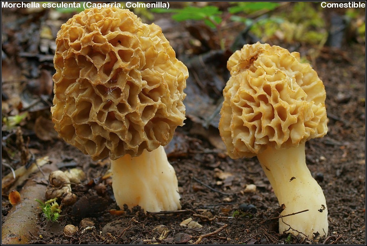 PuraSierra: Treinta setas serranas que hay que conocer
