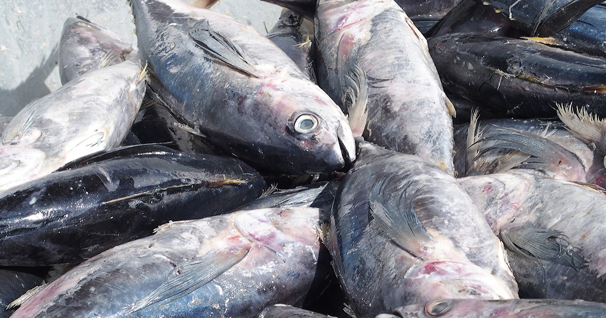 Soltuna Tuna Factory Tour