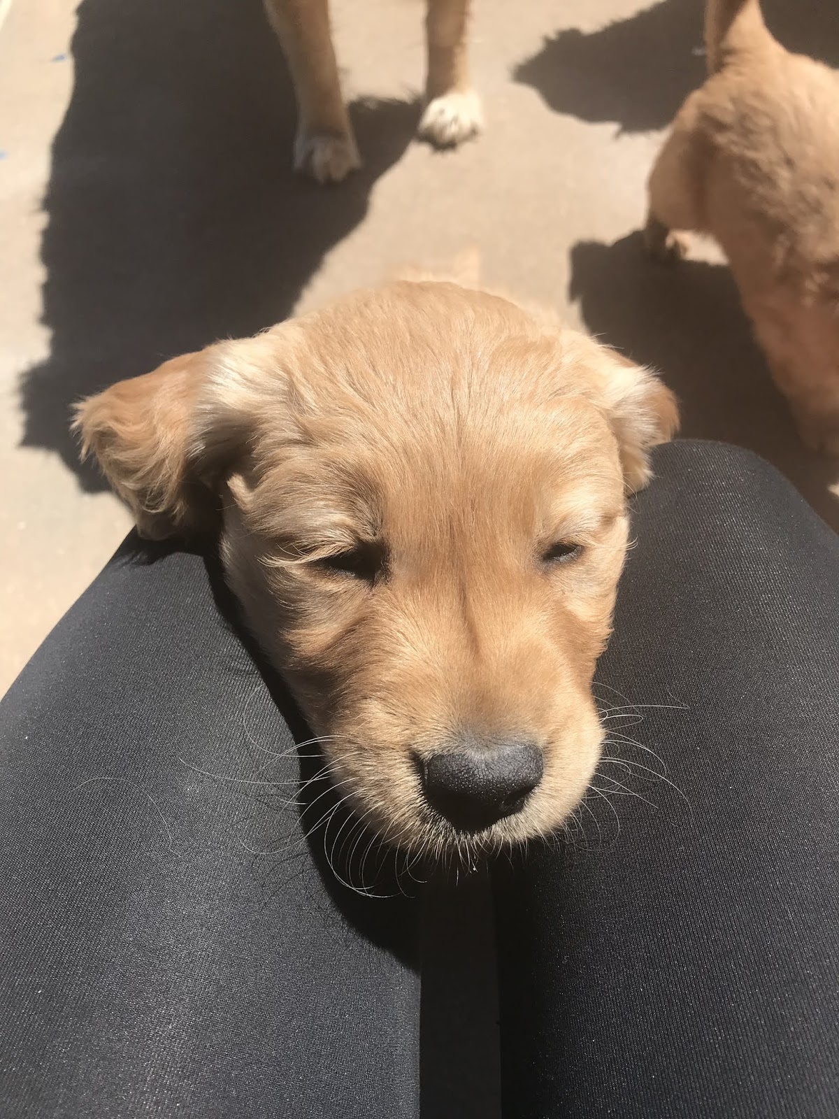 Family AKC Golden Retrievers: Random from today and yesterday!